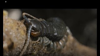 African Giant Centipede Size