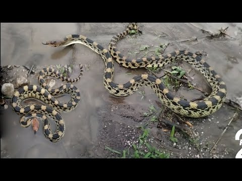 La serpiente más común en México serpiente cincuate o alicante # ...