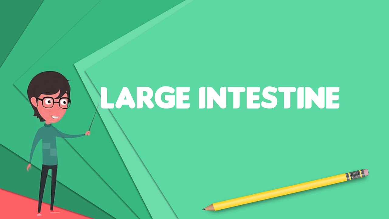 What is Large intestine? Explain Large intestine, Define Large ...