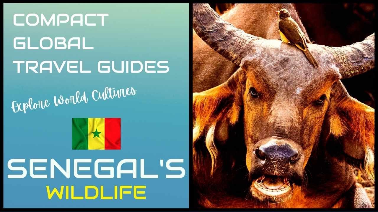 SENEGAL: 11 FACTS ABOUT SENEGAL'S WILDLIFE YOU DIDN'T KNOW | World ...