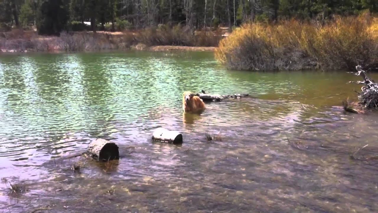 Shasta The Golden Retriever Movie Trailer HD - YouTube