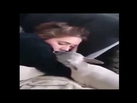 Dog kiss -  I accidentally French kiss a dog at work today.