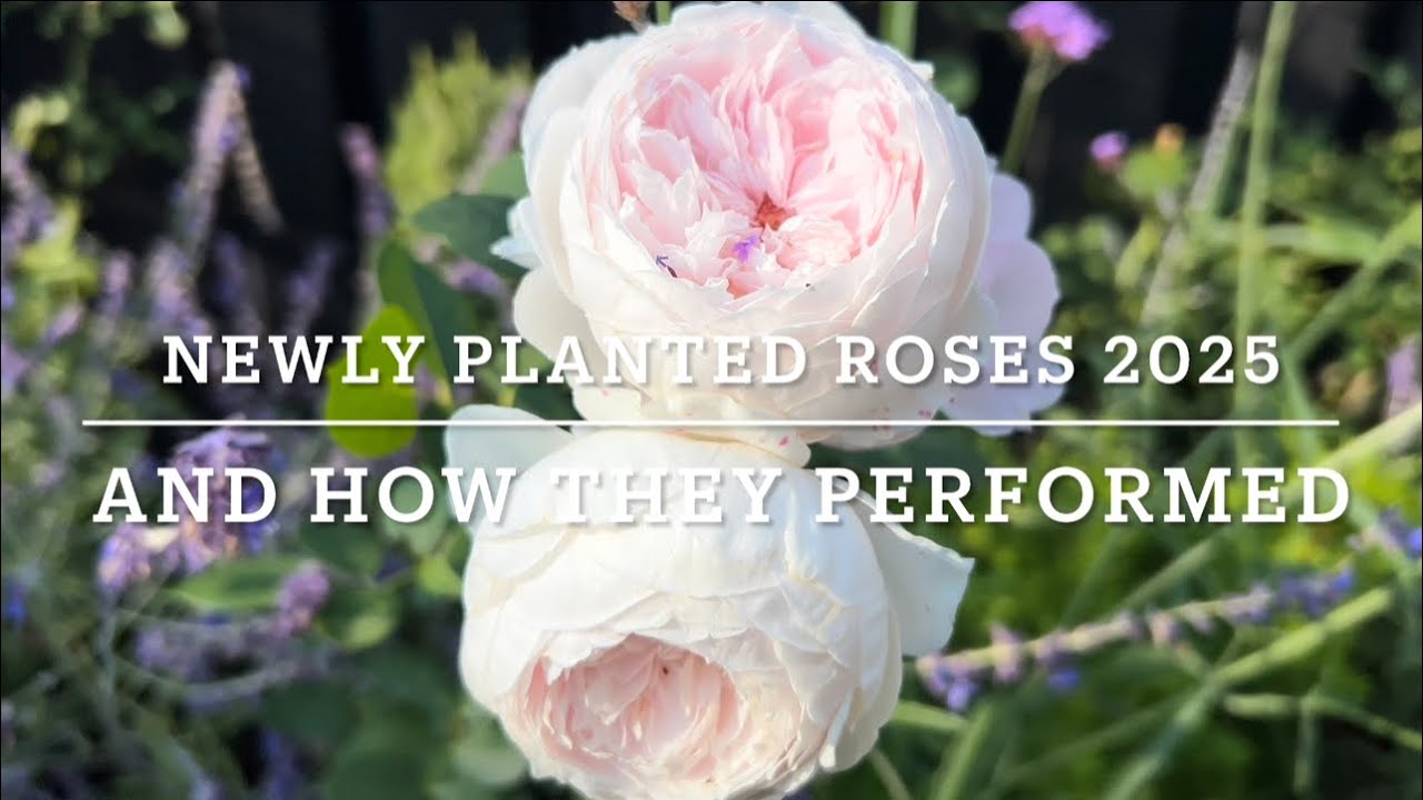 New Roses… Disaster or Dream? - YouTube