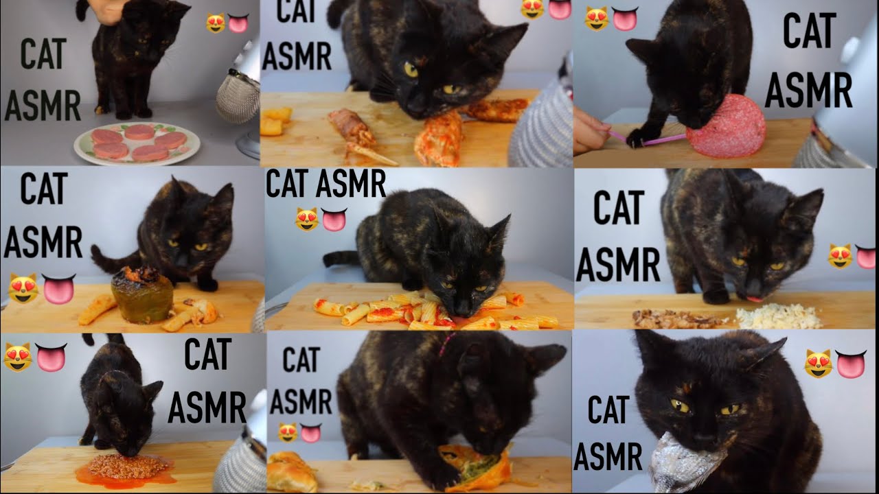 ASMR Compilation Cat eats 18 different foods Animal Mukbang eating ...