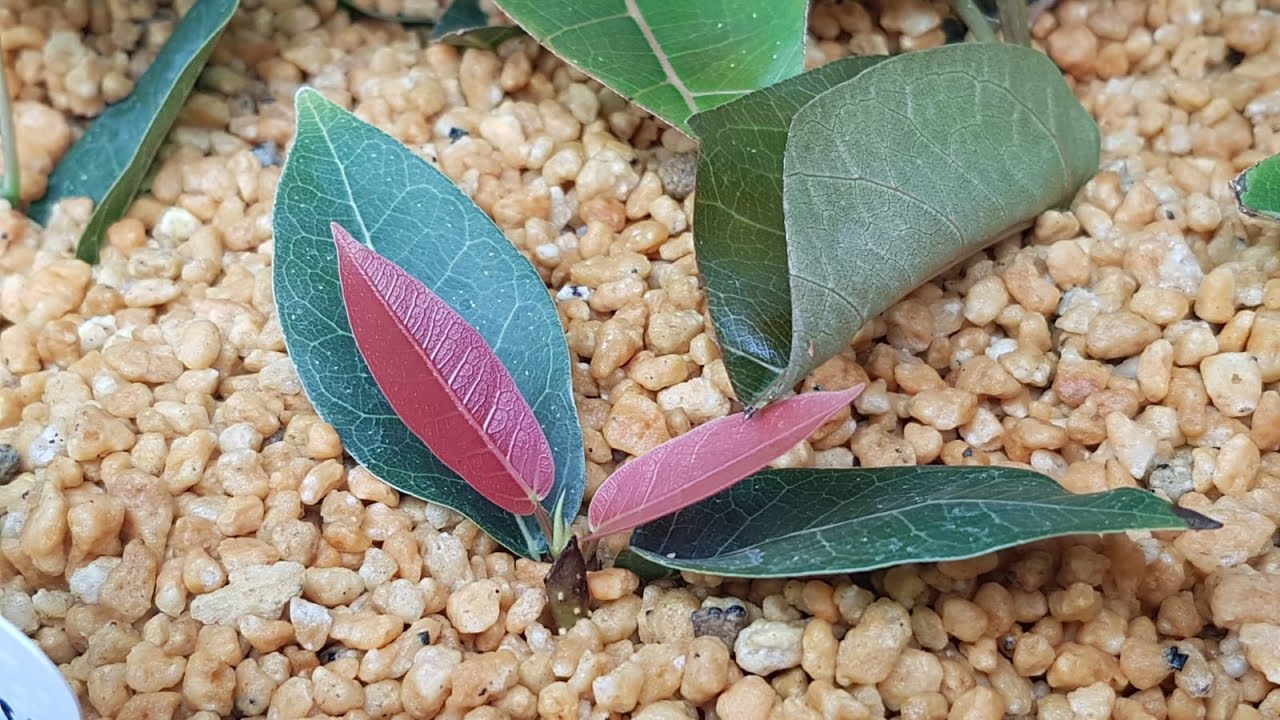 Pre-VENTA de FICUS ROJO Y MATAPALO - YouTube