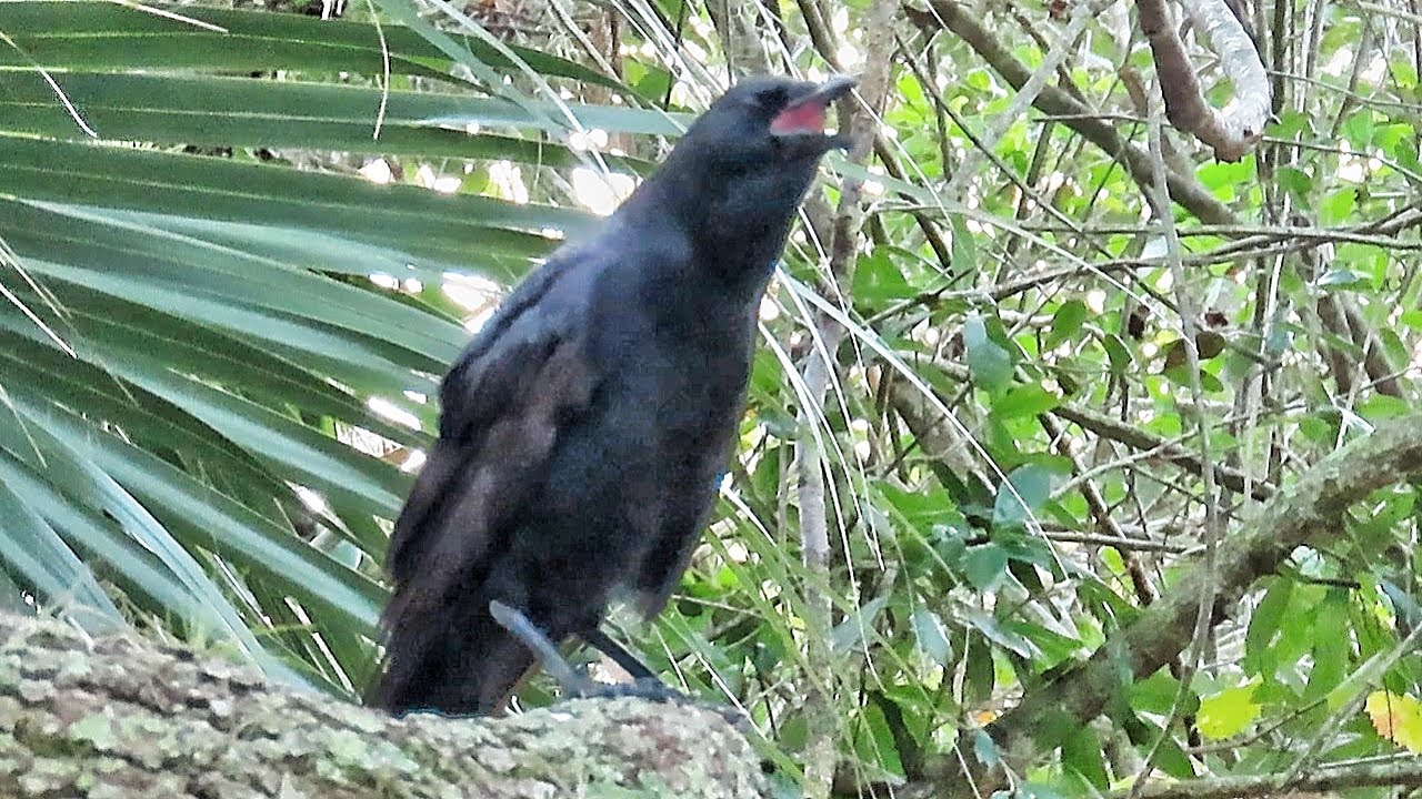 American Crows Calling - YouTube