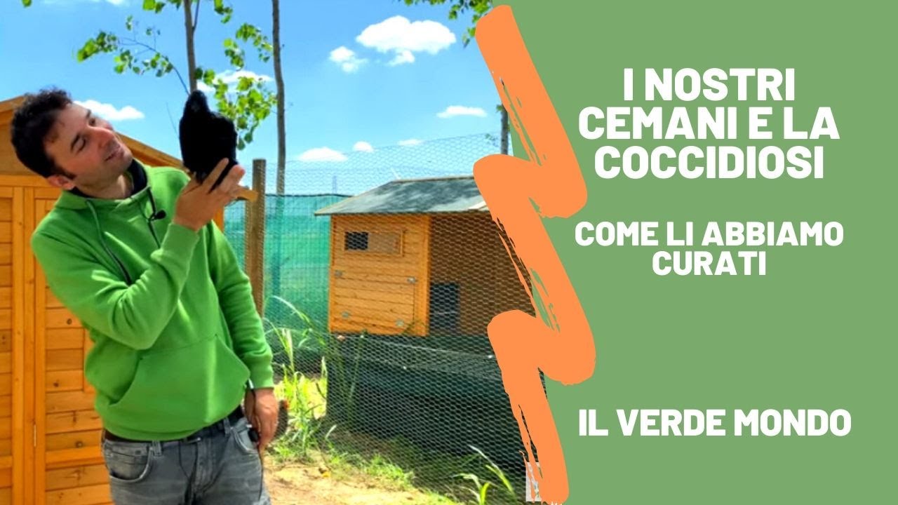 I nostri pulcini Cemani ammalati di Coccidiosi | Come lo abbiamo ...