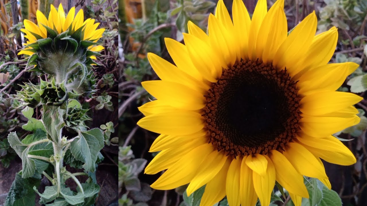 flor alegre que significa amor é o girassol - YouTube