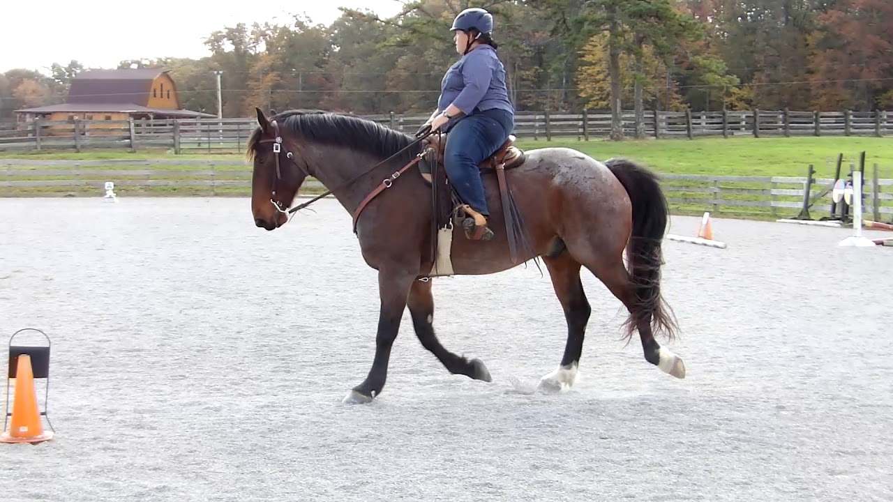 Hatchet Jack ridden by Ashley Jenkins. WDAA Introductory Level Test 3 ...