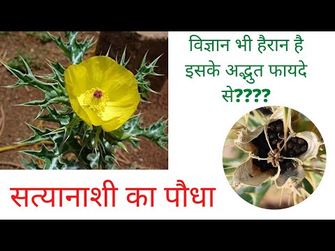 विज्ञान भी हैरान है इसके अद्भुत फायदों से | satyanashi ka paudha ...