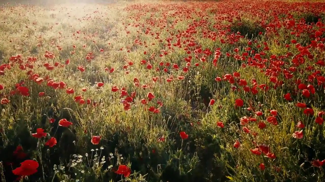 Free Video | Copyright Free | Royalty Free - Field of Flowers - YouTube