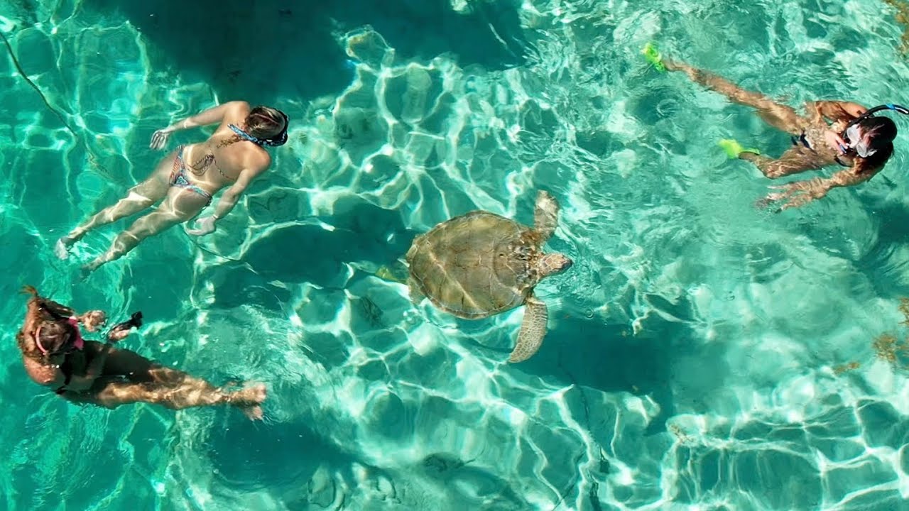 Bahamas Trip Day 3: Swimming with SEA TURTLES - YouTube