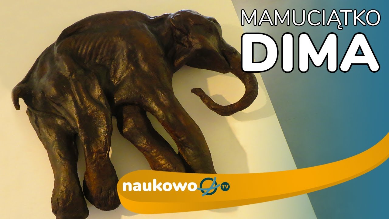 Dima – znalezisko które zapoczątkowało wizję sklonowania mamuta - YouTube