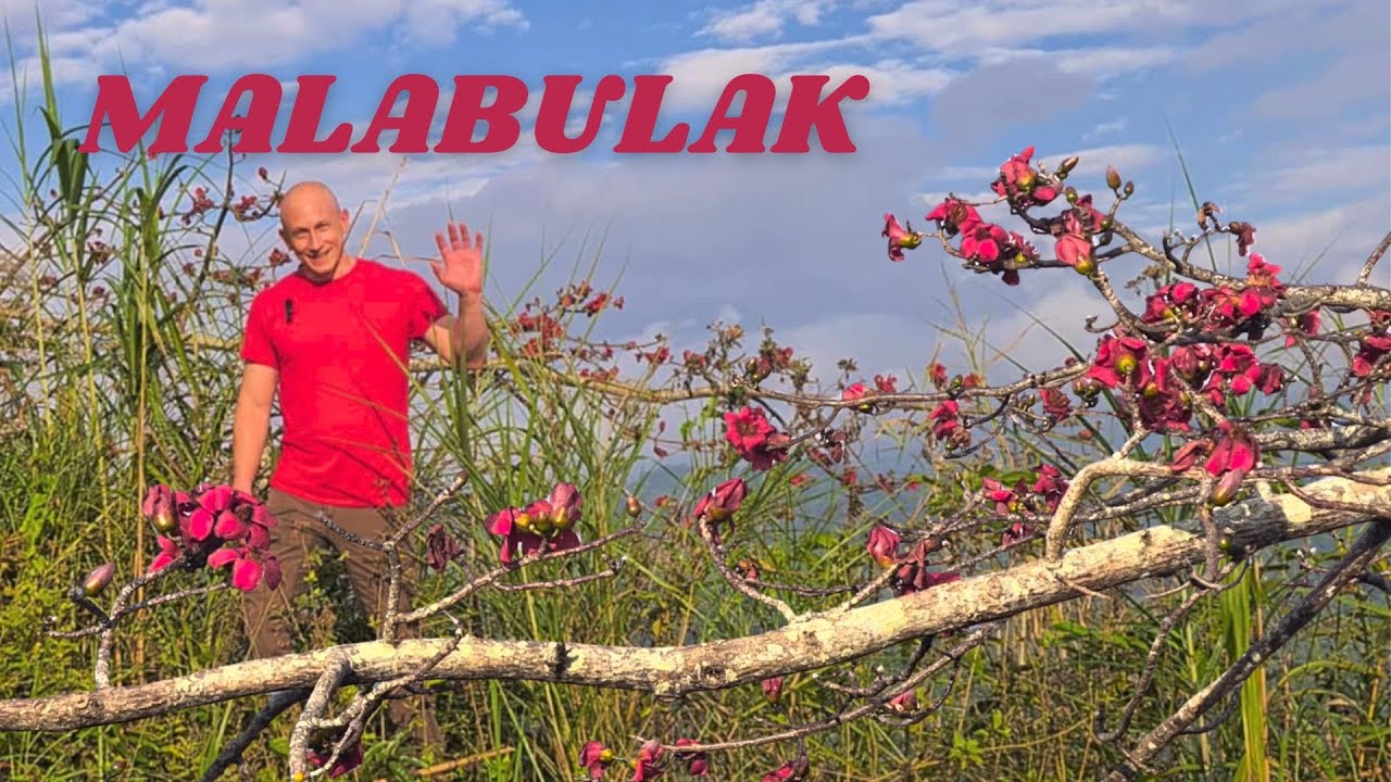 Malabulak (Bombax cebia) 🇵🇭Philippine 🇵🇭Native Flowering Tree - YouTube