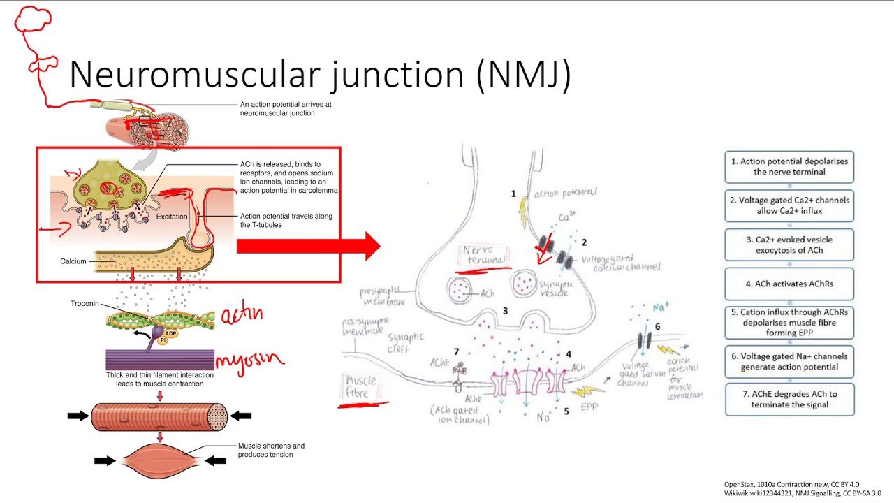 The NMJ | MSK | Step 1 Simplified - YouTube
