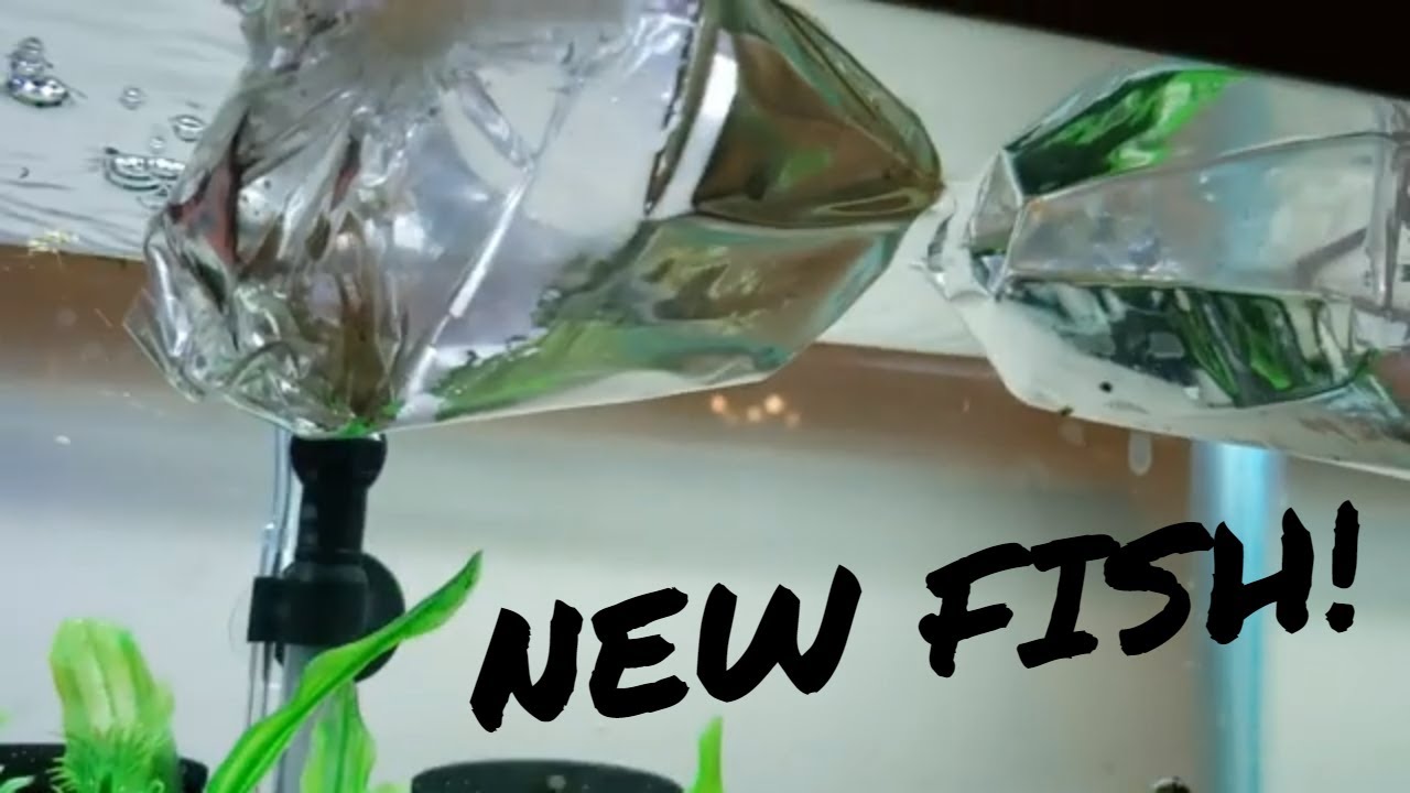 NEW FISH! The African Banded Barb & Halfbeak Unboxing - YouTube