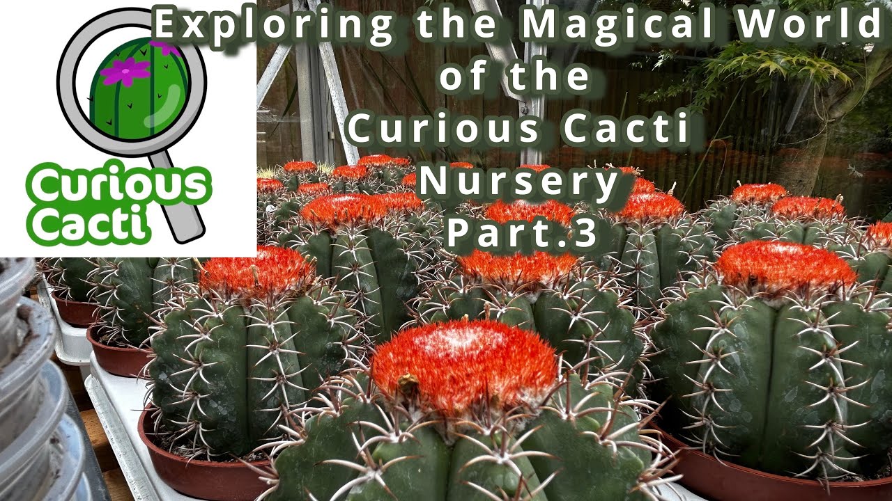 Exploring the Magical world of the Curious Cacti Nursery Part.3 - YouTube