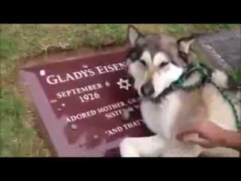 Köpek ölen sahibinin başında ağlıyor