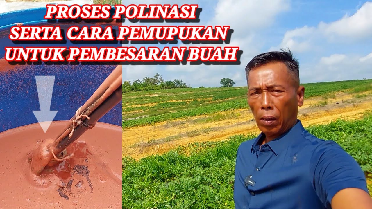 CARA POLINASI DAN PEMUPUKAN UNTUK PEMBESARAN BUAH - YouTube