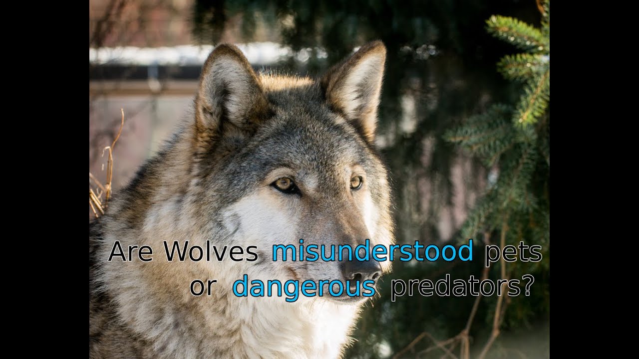Are Wolves misunderstood pets or dangerous predators? - YouTube