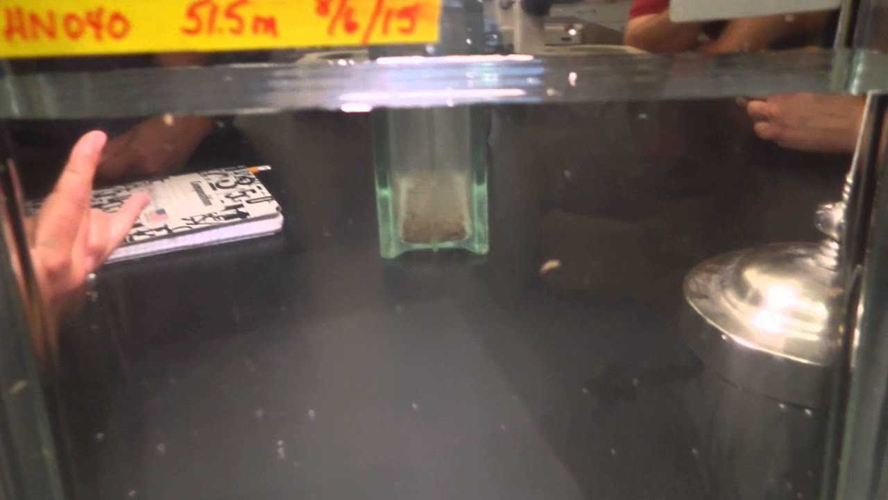 PONAR dredge captured Diporeia, a shrimp-like organism - YouTube