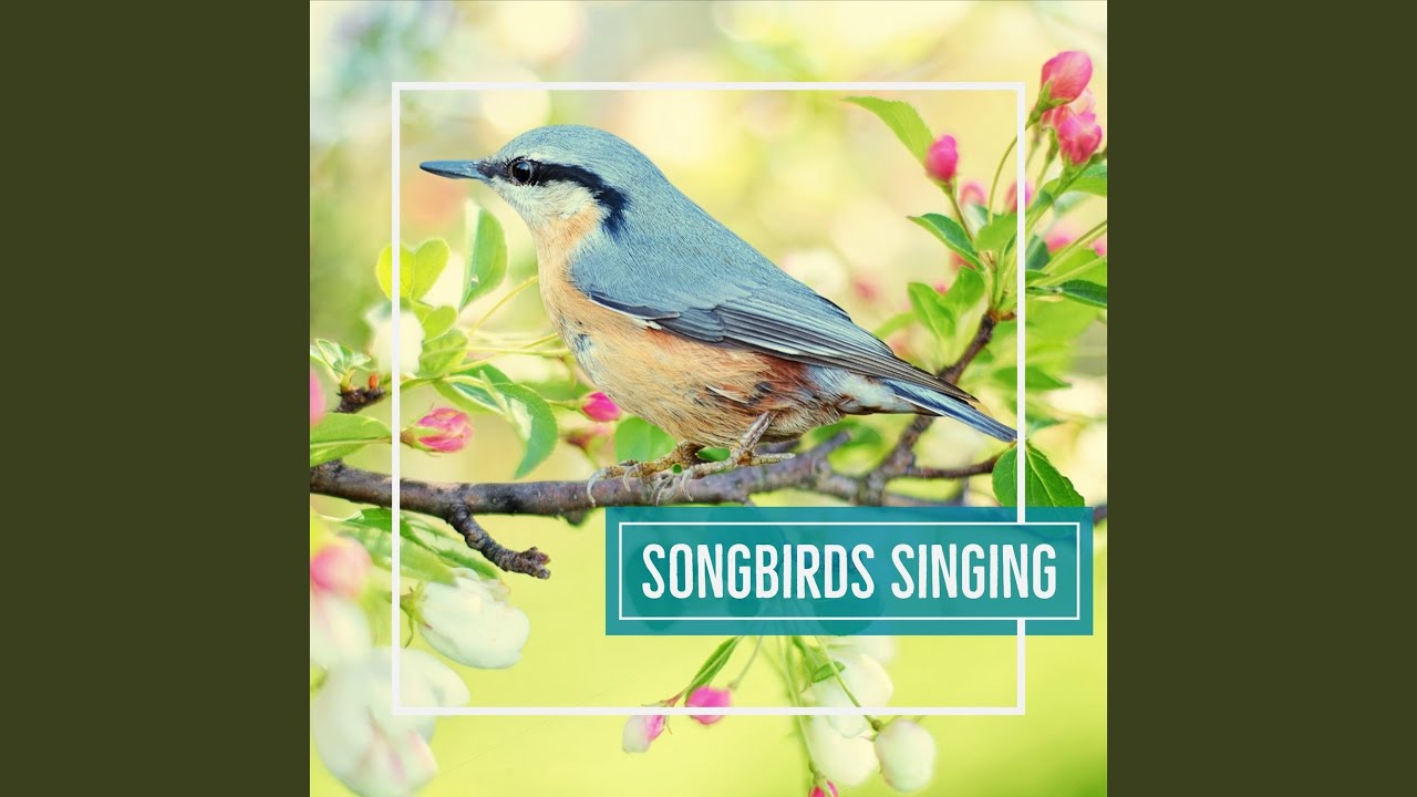 Birds Singing Melodies - YouTube