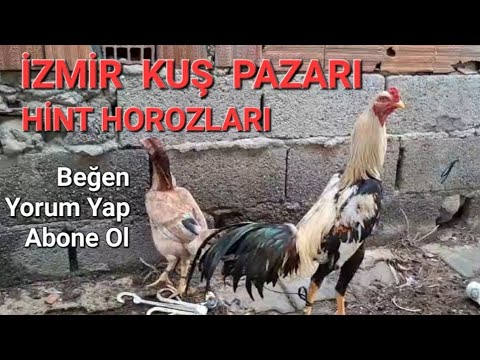 İzmir Kuş Pazarı Hint Horozları... #izmirkuşpazarı #kuşpazarı #horoz #tavuk #hinthorozu #pigeon 
