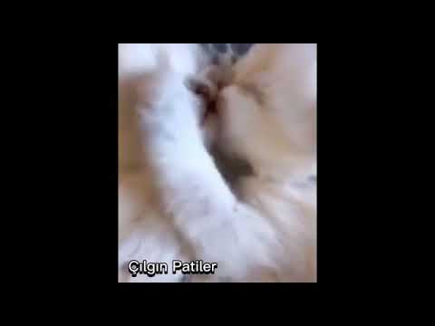 Sevimli Kediler Part #1 |