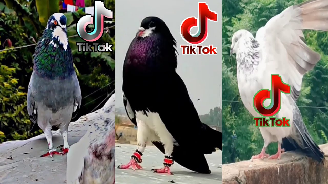 High Flyer kabotar 🕊️ || Kabootar Tik Tok 🔥video || High Flying 🐦 ...