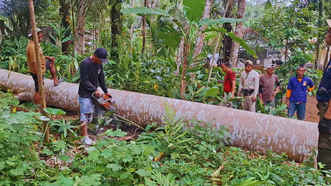 Expensive felling of old albasia trees in residential areas ‼️ - YouTube