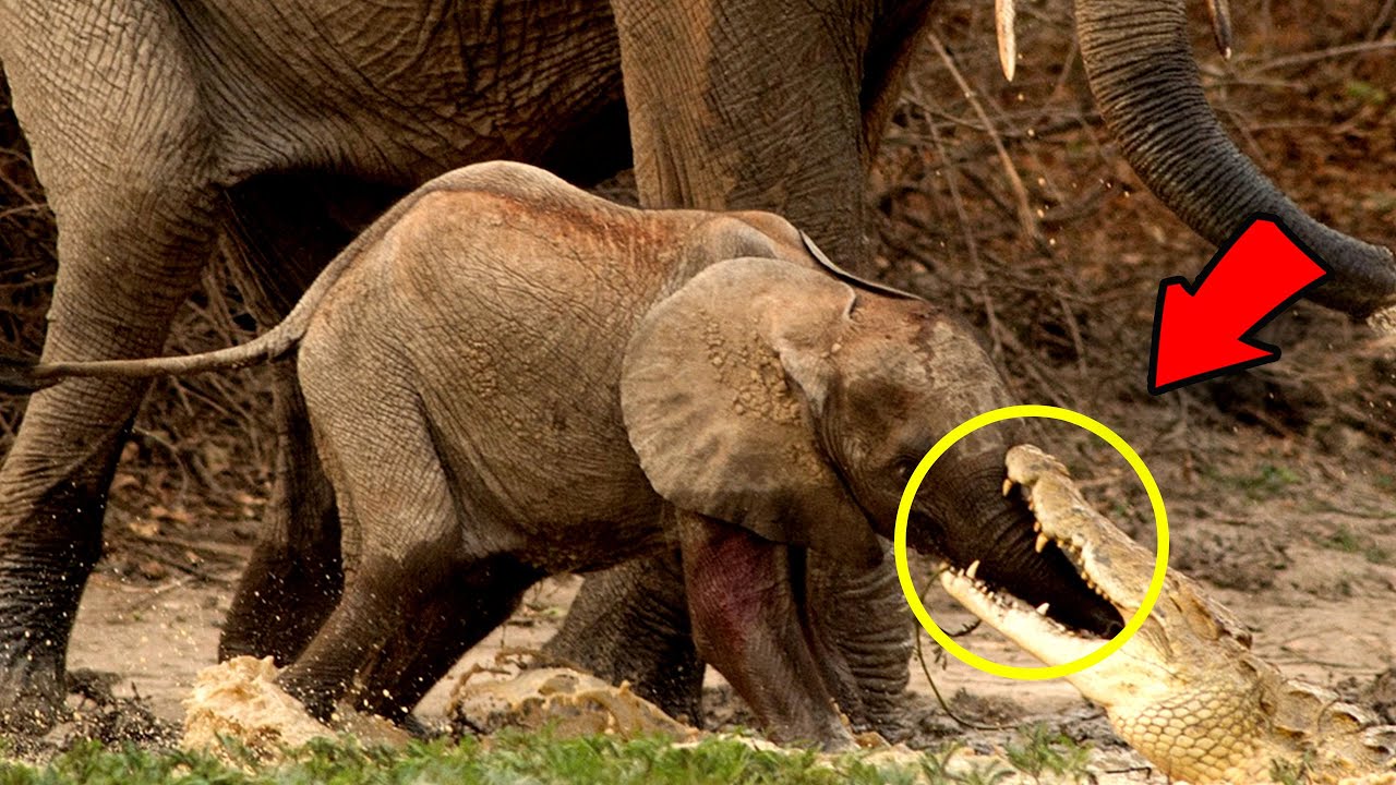 Baby Elephant Cries For Hours After Mother Rejects Him, Never Believe ...