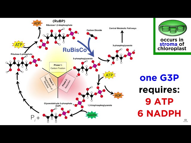 Ciclo Di Calvin Masteringbiology Calvin Cycle: A Visual Guide | MyLens
