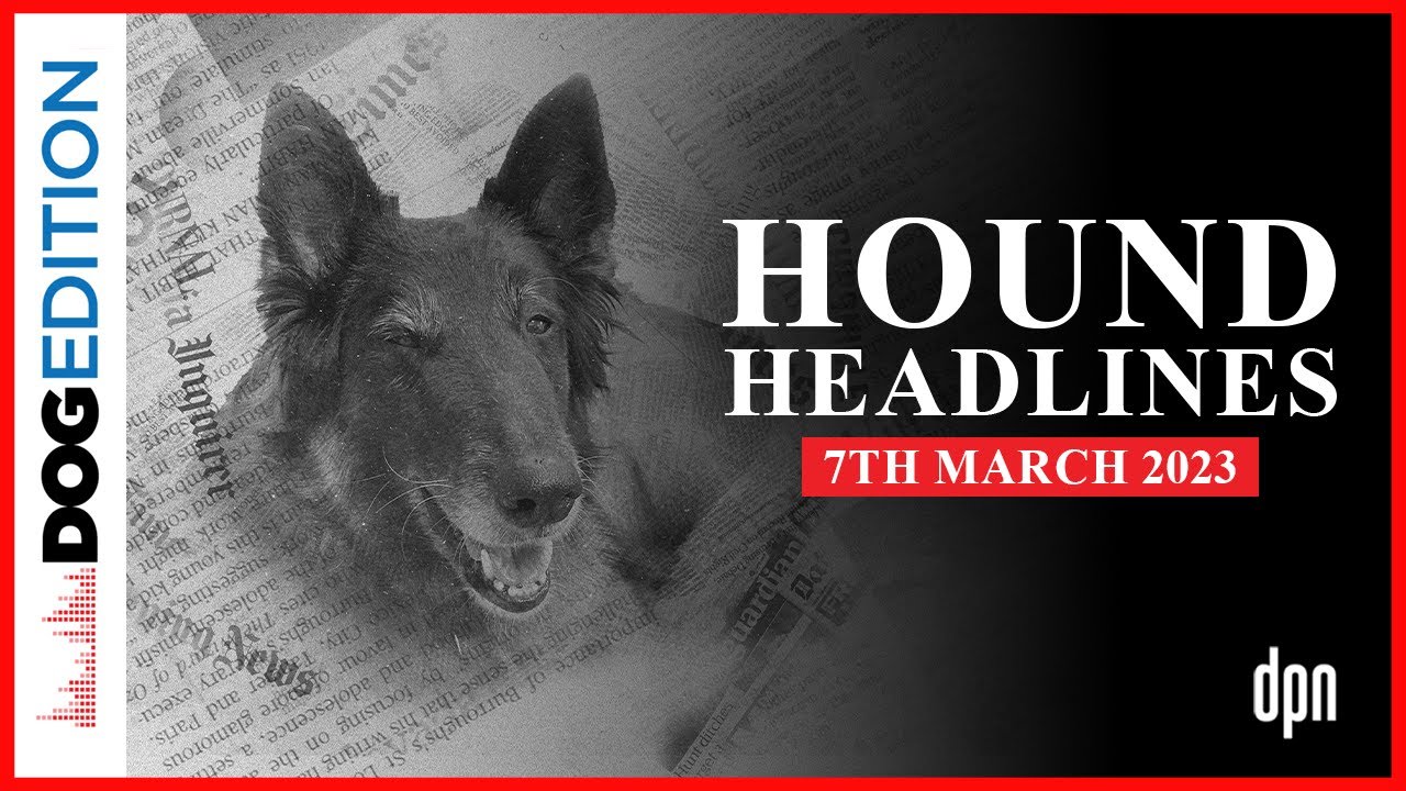 Hound Headlines March 7, 2023 | Dog Edition #86 - YouTube
