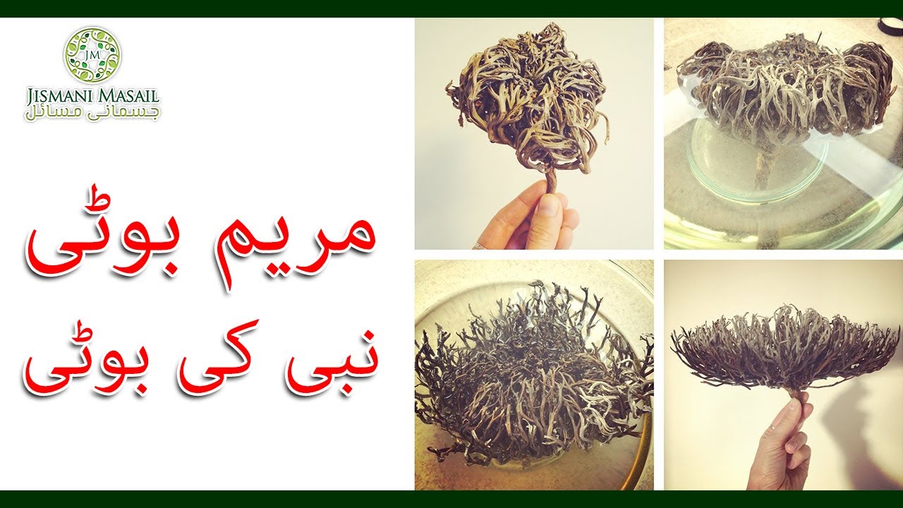Maryam Booti Ke Fayde | Nabi Booti Ka Istimaal#makkahlife,# ...