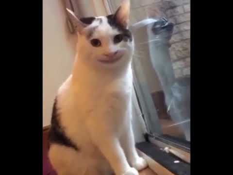 smiling cat meme - YouTube
