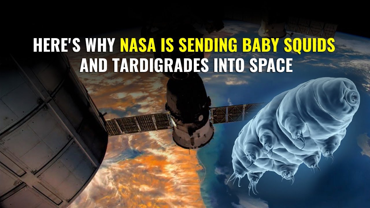 Glow-In-The-Dark Baby Squids And Tardigrades To Go In Space | SpaceX ...