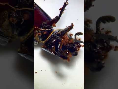 How Many Body Parts Do Bess Beetles Have