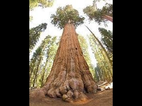 Unseen Pitchers of Trees - YouTube