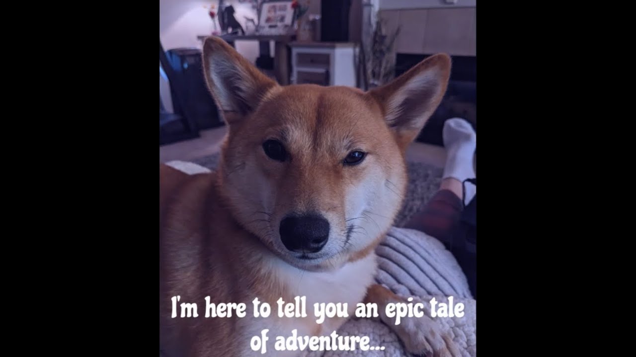 Shiba Inu Tale: Quest for Treasure - YouTube