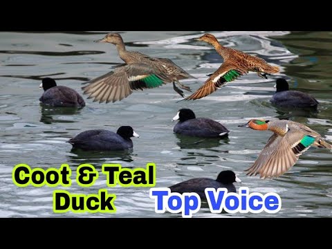 Coot & Teal Duck Top Voice || Coot ki awaz || Teal ki awaz - YouTube