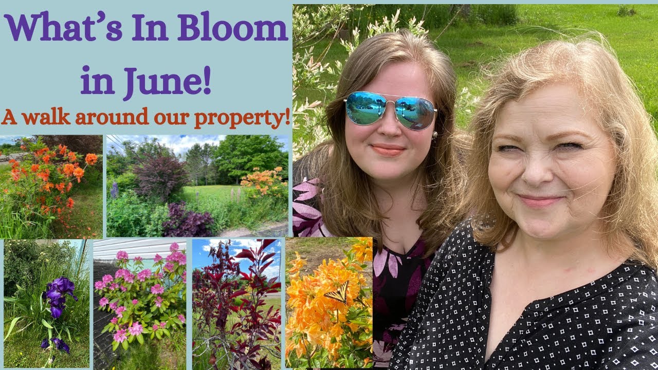 Whats in Bloom in June! A walk around our property - YouTube