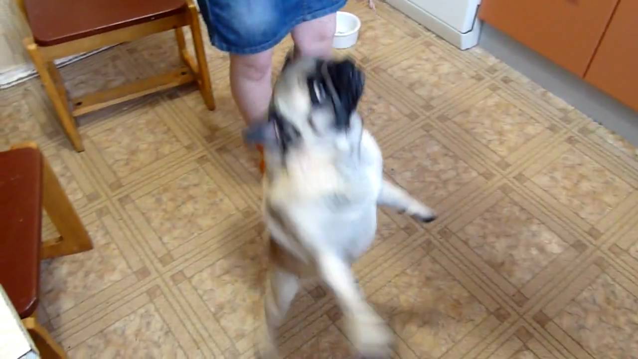 pug dance - YouTube