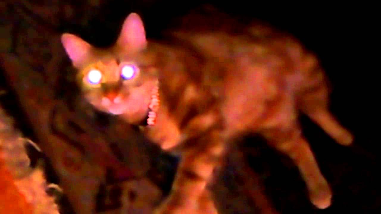 Crazy kitty - YouTube