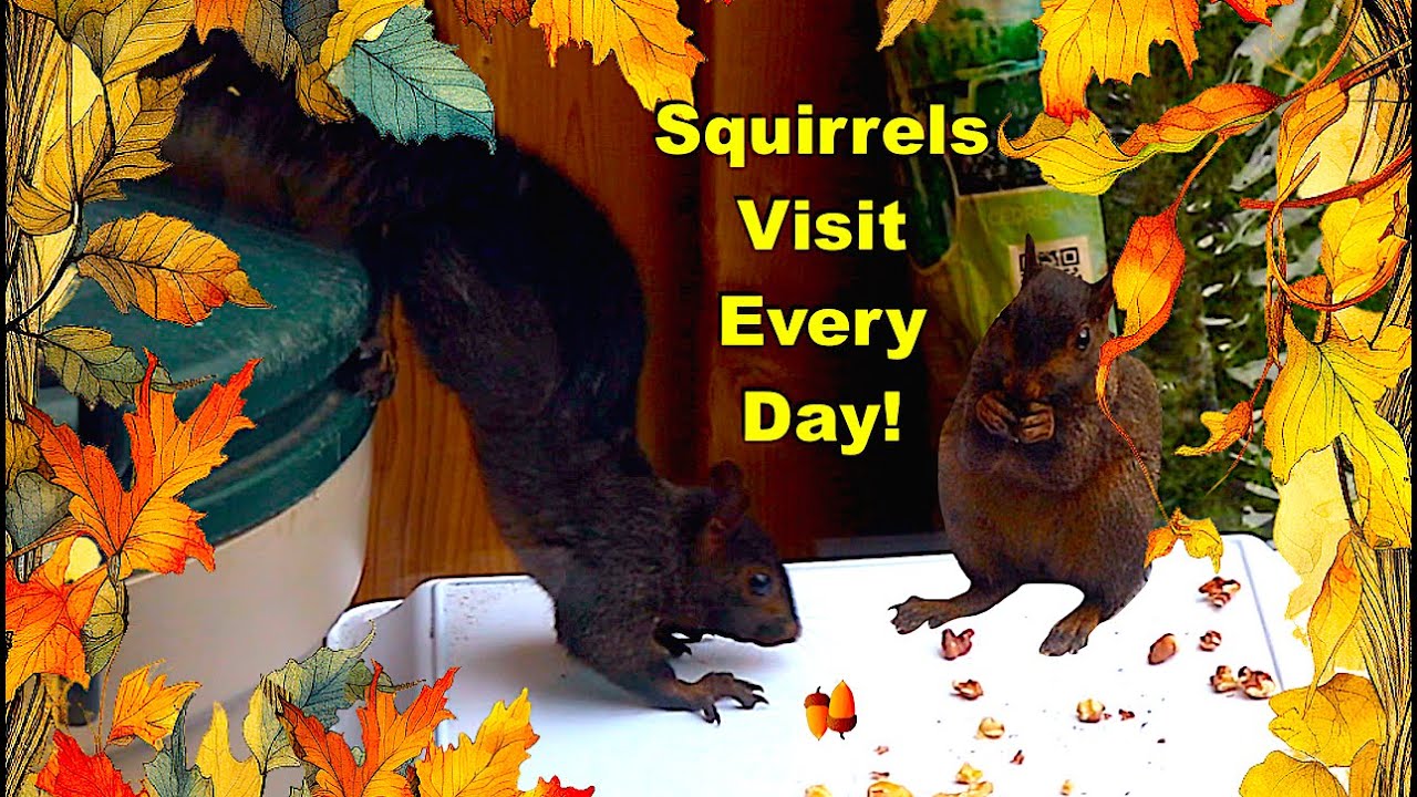 Squirrels Visit Every Day and Eat Treats | Cute Squirrel Video! - YouTube
