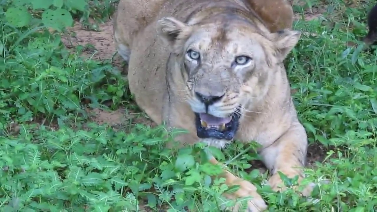 Angry Lion, Very Furious - YouTube