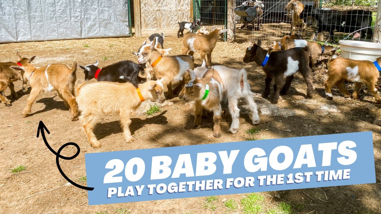 20 Nigerian Dwarf Baby Goats Jumping & Playing Together For The First ...