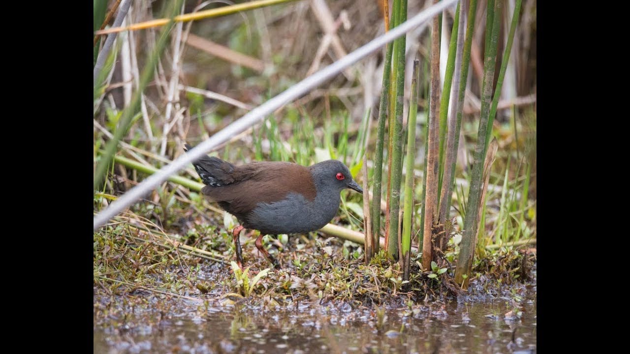 We spotted a spotless crake - YouTube