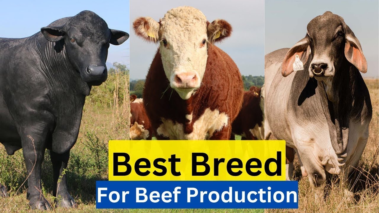 Top 5 Best Cattle Breed For Meat In The World || Best Cattle Breed ...