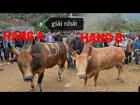 Lễ hội chọi bò Bảo Lâm Cao Bằng  2025