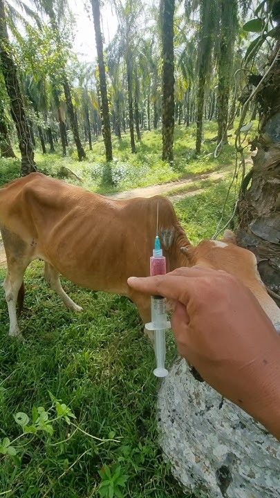 PENYUNTIKAN VITAMIN PENAMBAH DARAH PADA SAPI MERAH #animals #cow #shorts - YouTube